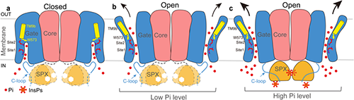 【中国网】中国科学家揭示磷酸盐转运蛋白XPR1如何把控人体磷酸盐稳态 - 中国科学院物理研究所